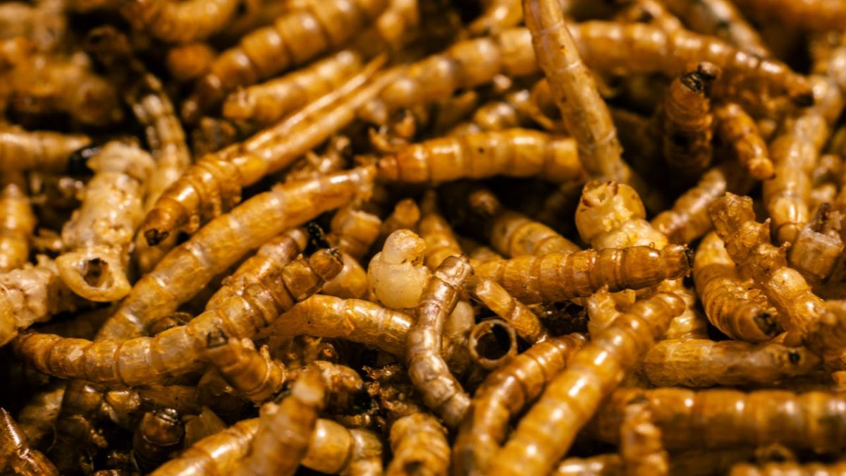 Smullen maar: EU keurt wet goed voor insecten in brood